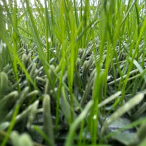 DuraGrass - GrassWorx